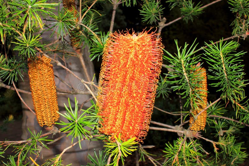Australian Native Banksia Flower Stock Image - Image of closeup ...