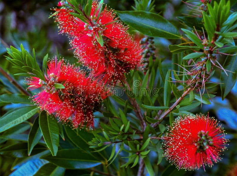 Bottle Brush stock image. Image of leaf, australian - 102854965