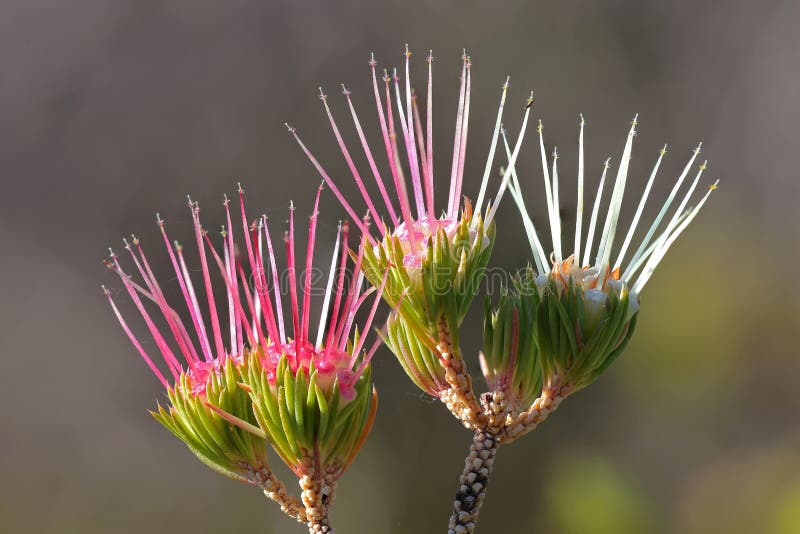 Clustered scented Myrtle stock photo. Image of native - 227014558