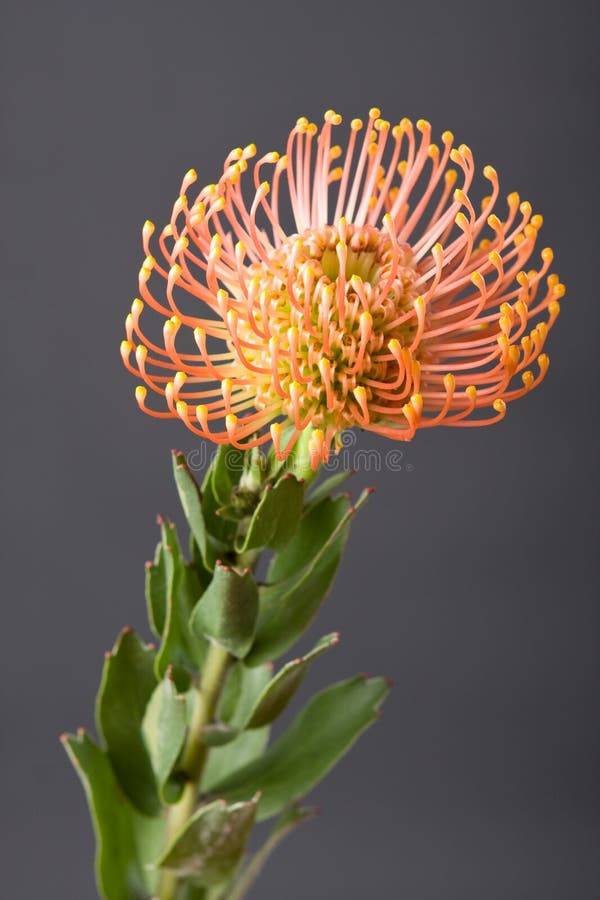 Australian Native Flower stock image. Image of colors - 6717607