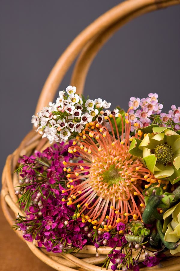 Australian Native Flower stock image. Image of colors - 6717607