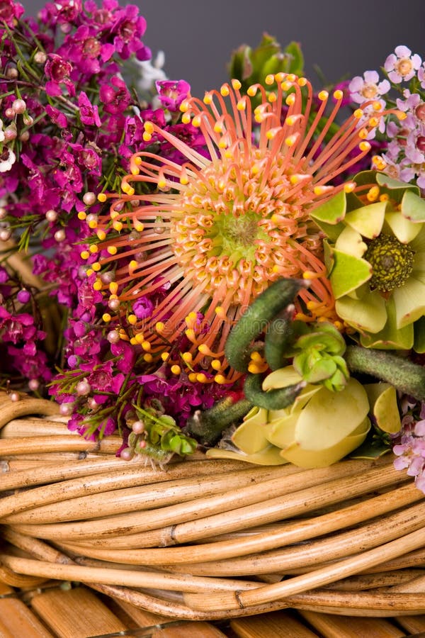 Australian Native Flower stock image. Image of colors - 6717607