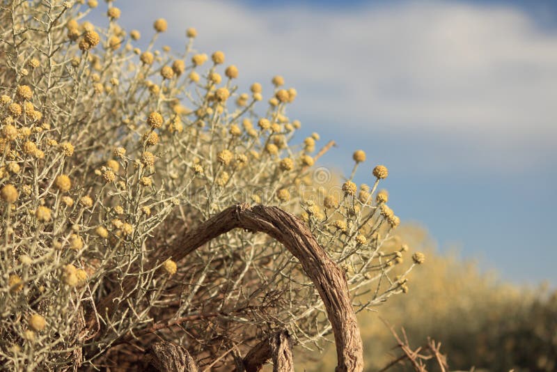 Australian Native Flowers Bush Stock Image - Image of bright, slope ...