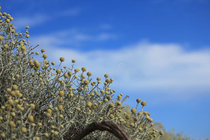 Australian Native Flowers Bush Stock Photo - Image of beach, australian ...