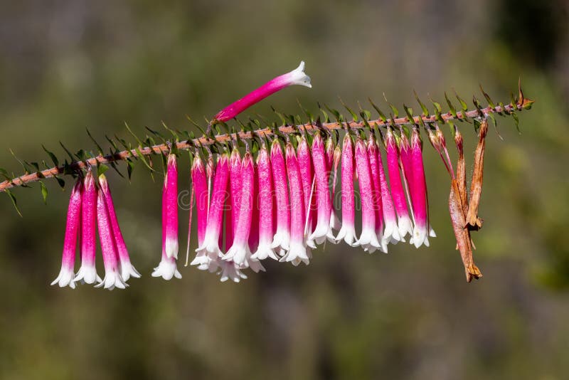 Australian Native Fuchsia Heath Stock Photo - Image of flower ...