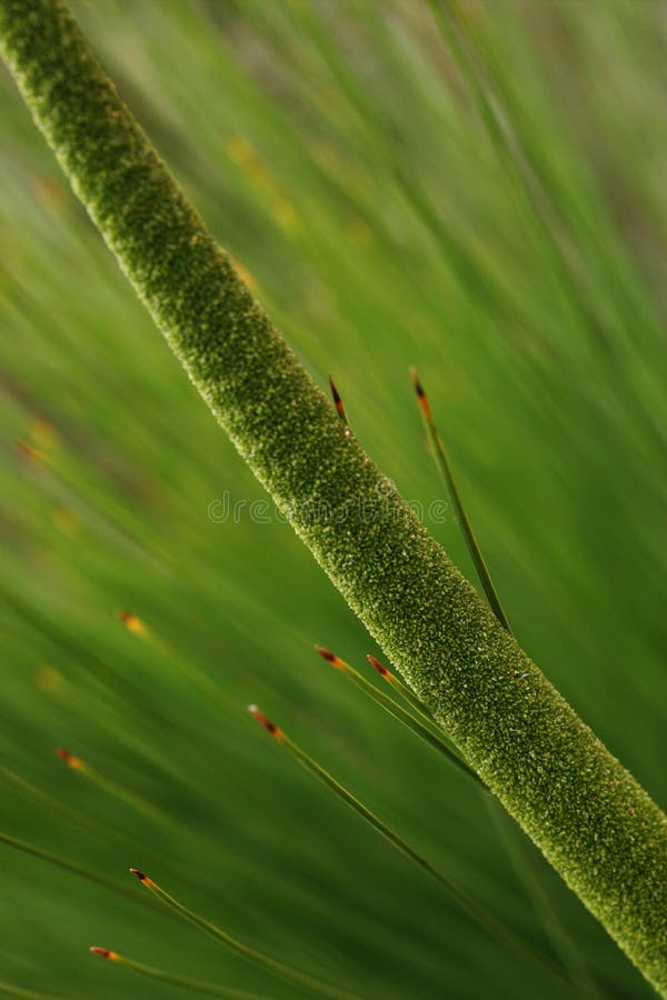Australian Native Grass Tree Stock Image - Image of plant, xanthorrhoea ...