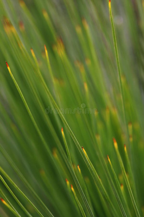 Australian Native Grass Tree Stock Image - Image of perenial, bush: 7382067