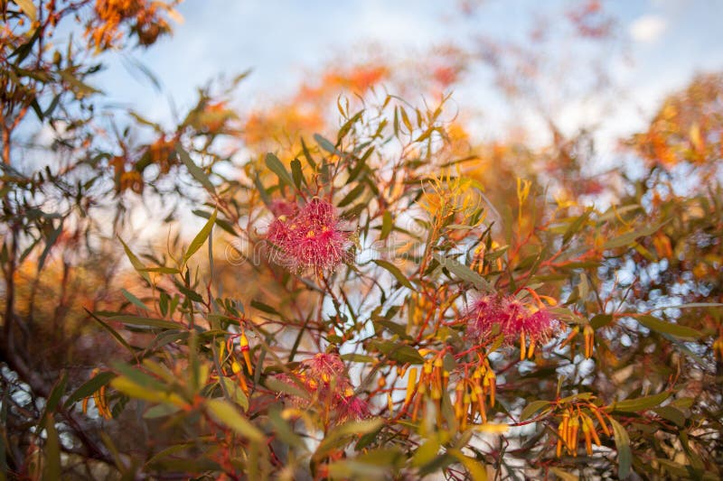 Native Gum Flower stock photo. Image of camping, lifestyle - 302033136
