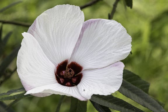Australian Native Hibiscus stock image. Image of native - 343298577