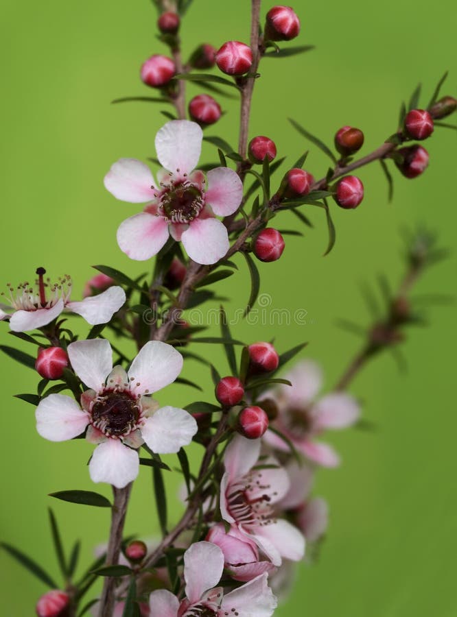 Australian Native Leptospernum Pink Cascade Stock Photo - Image of ...