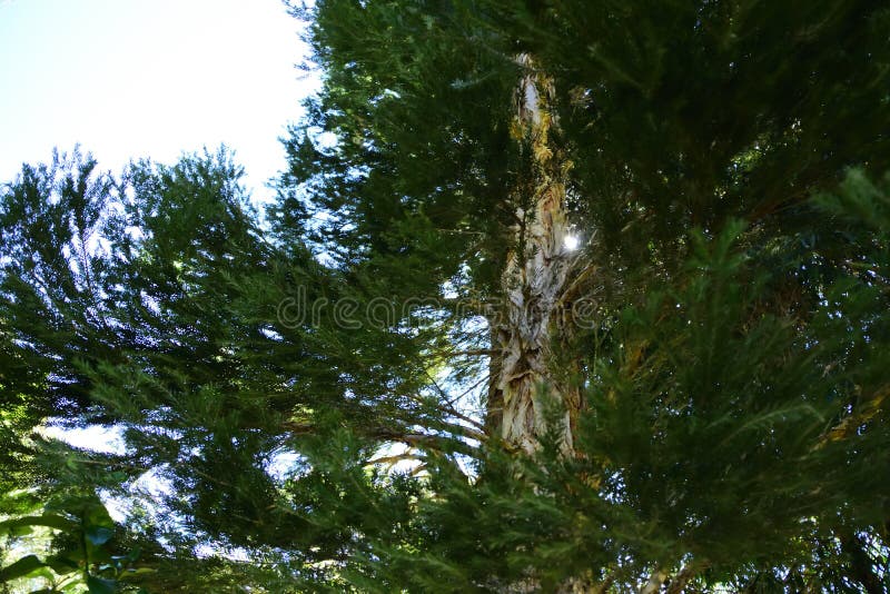 Australian Paperbark Tree stock image. Image of branch - 219906031