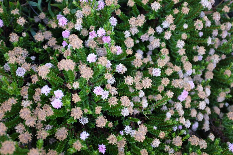 Australian Native Wild Flowers Stock Image - Image of wild, pastel ...