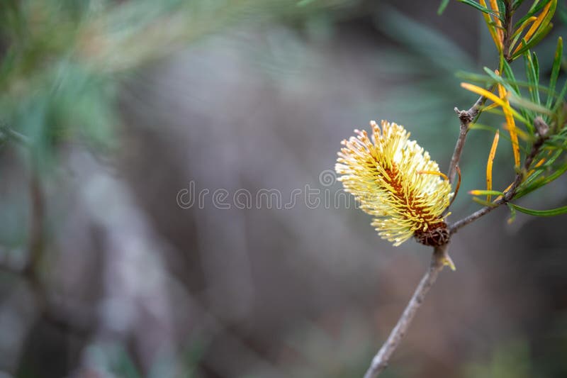 Australian Native Yellow Flowers in the Bush in Spring in the Forest ...