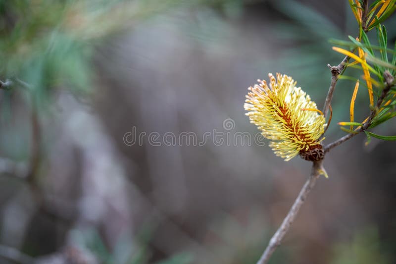 Australian Native Yellow Flowers in the Bush in Spring in the Forest ...