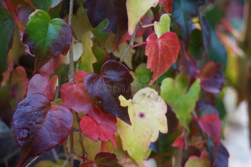 Australian Natural Spring Leaf Colours Stock Image - Image of ...
