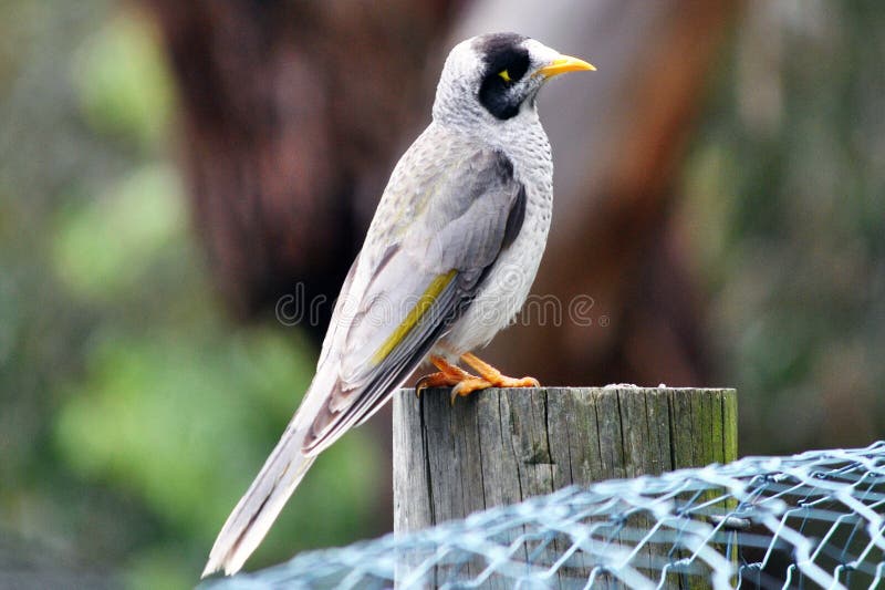 Australian Myna bird stock photo. Image of head, australian - 7575344