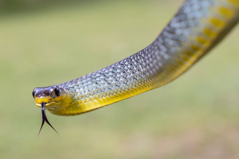 348 Australian Tree Snake Stock Photos - Free & Royalty-Free Stock ...