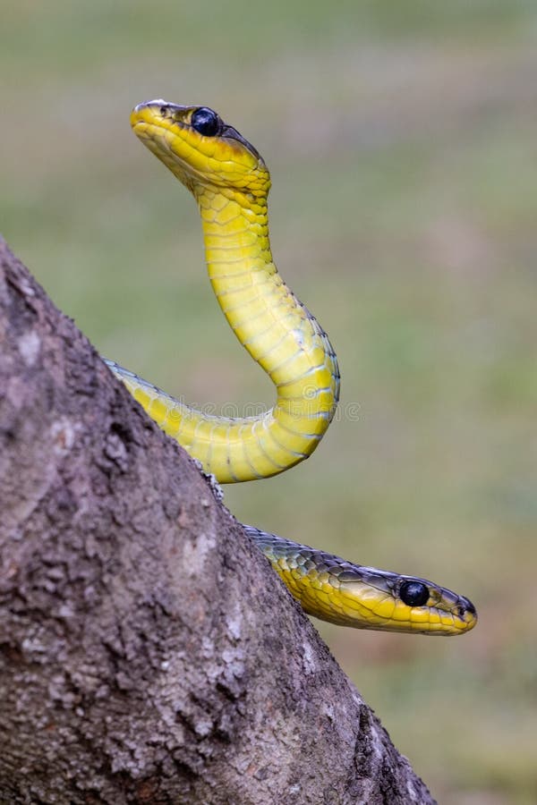 Common Tree Snake stock photo. Image of snake, common - 232798708
