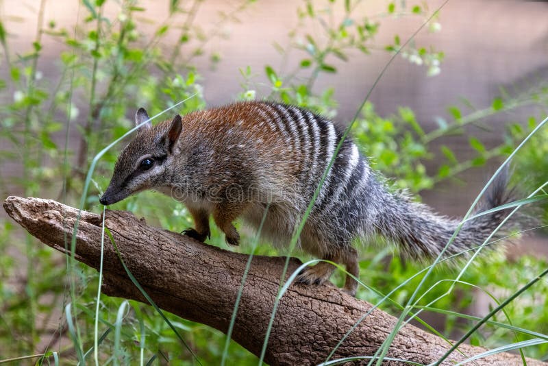 Australian Numbat stock image. Image of western, captive - 290880067
