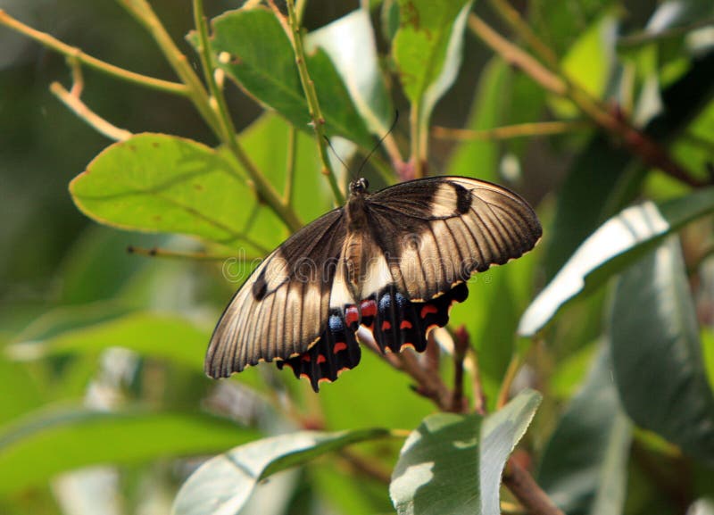 Australian Orchard Swallowtail Butterfly at Rest Stock Photo - Image of ...