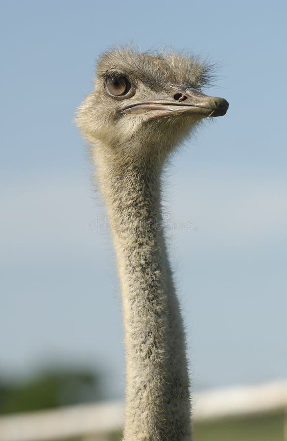Australian Ostrich Face stock image. Image of ostrich - 2626259