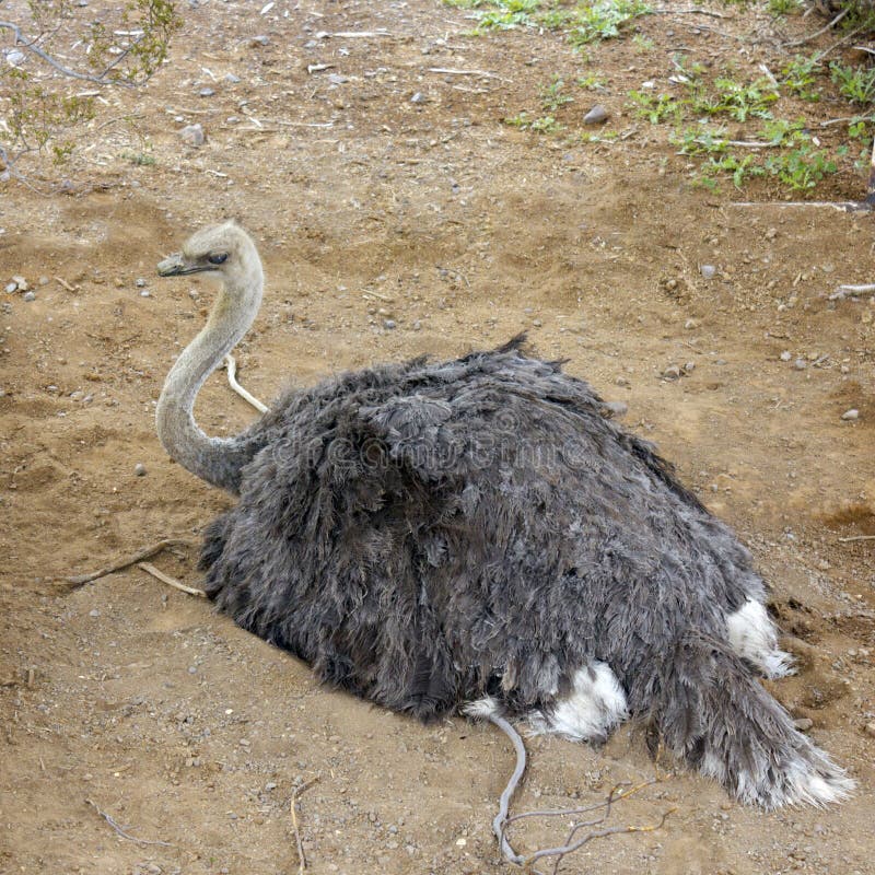 Australian Ostrich on the Nest Stock Photo - Image of ground, nest ...