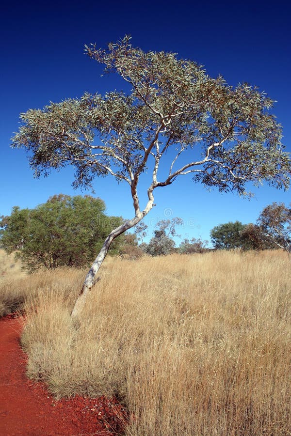 Australian Outback Oasis stock photo. Image of geology - 28649198
