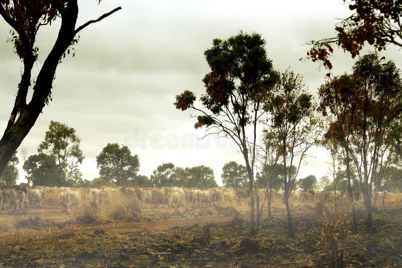 Australian outback stock image. Image of landscape, australia - 8460825