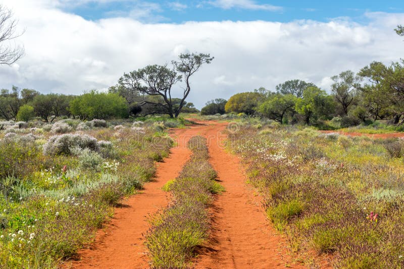 Highway through Australian Forest Stock Photo - Image of road, forest ...