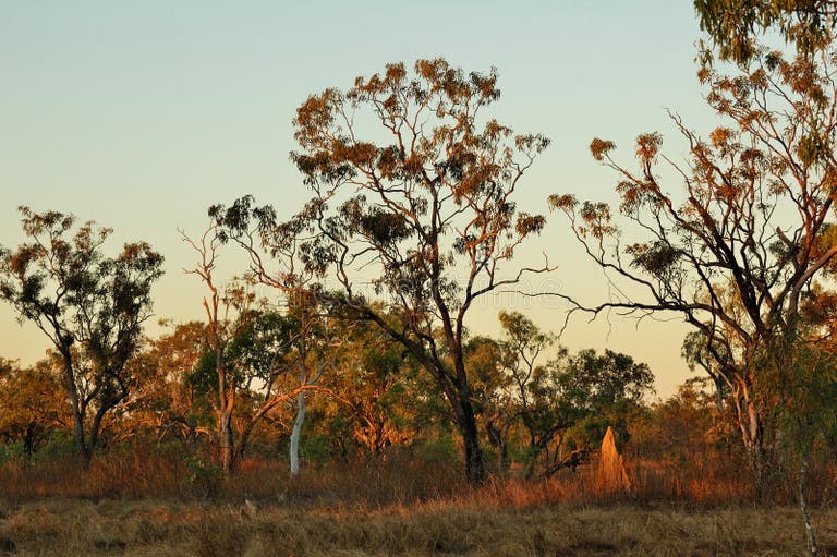 Australian Outback in the Evening Stock Photo - Image of australia ...
