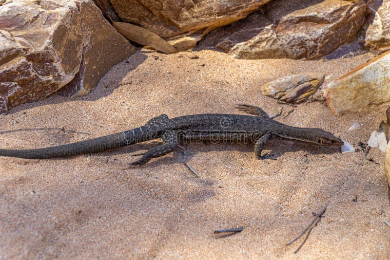 The Australian Outback, a Medium-sized Lizard Lies on a Rock and Suns ...