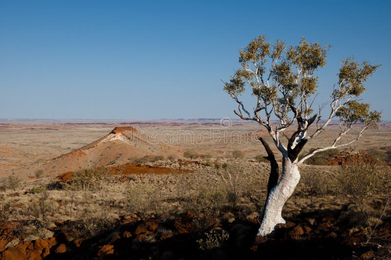 Eucalyptus Trees - Australian Outback - Pilbara Stock Image - Image of ...