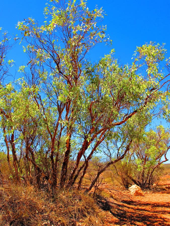 Australian outback scenery stock photo. Image of park - 72582818
