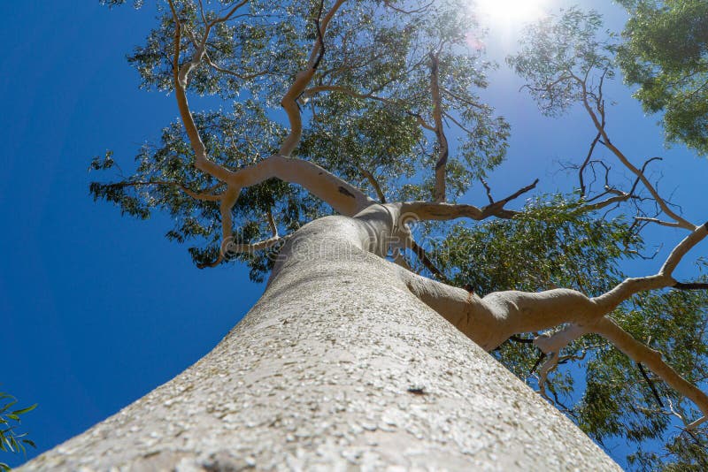The Australian Outback There is a Big White Gum Tree with Branches ...