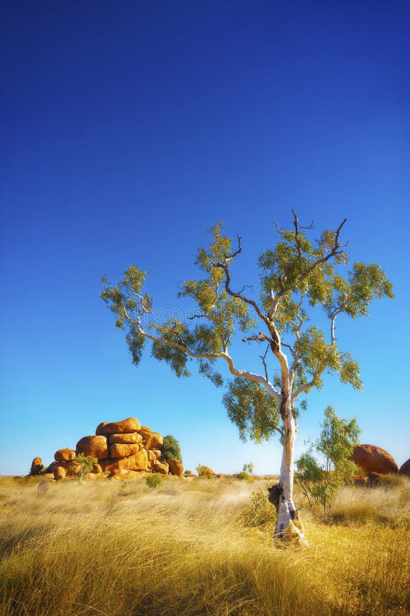 Australian Outback stock image. Image of australia, environmental ...
