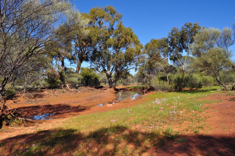 Australian Outback Water Hole Stock Image - Image of ground, tree: 36676417