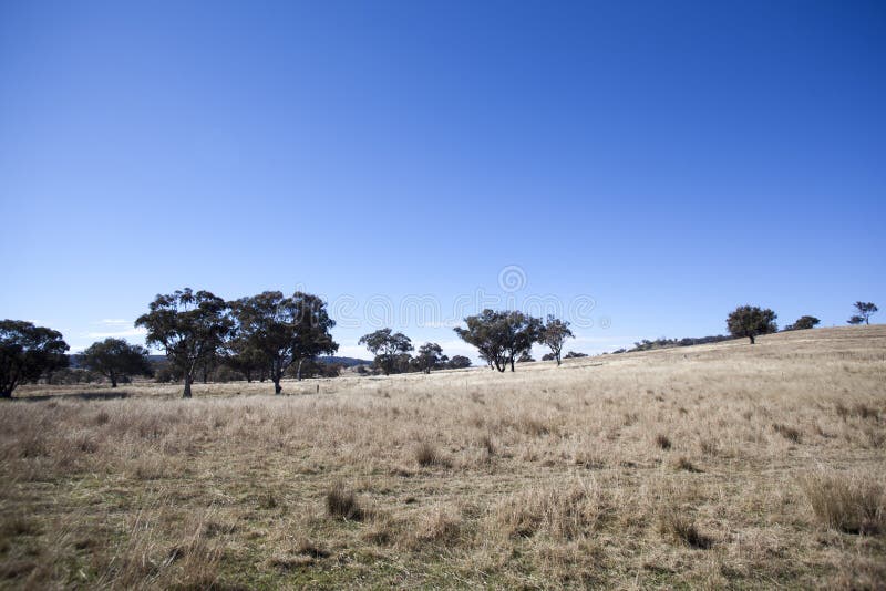 Australian Paddock and Tree during Drought Stock Photo - Image of ...