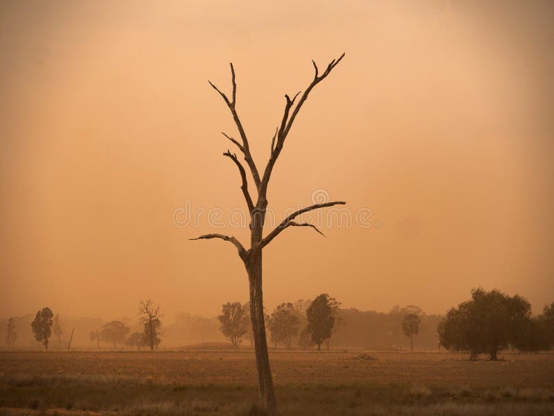 Australian Paddock and Tree during Drought Stock Photo - Image of ...