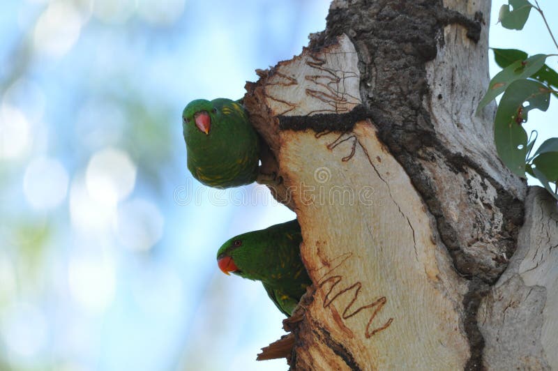 Australian Parrots stock photo. Image of breeding, building - 46905216