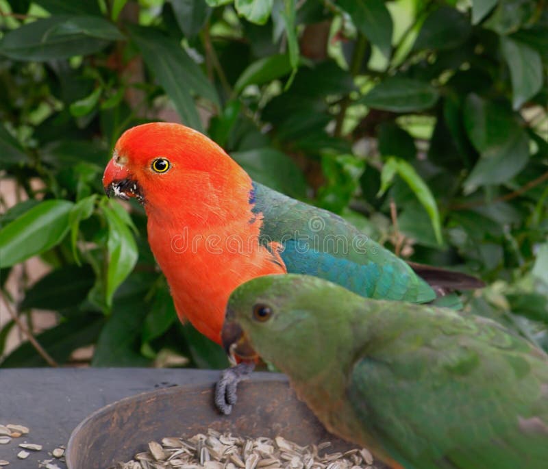 Australian King Parrot Red and Green Stock Image - Image of outdoors ...
