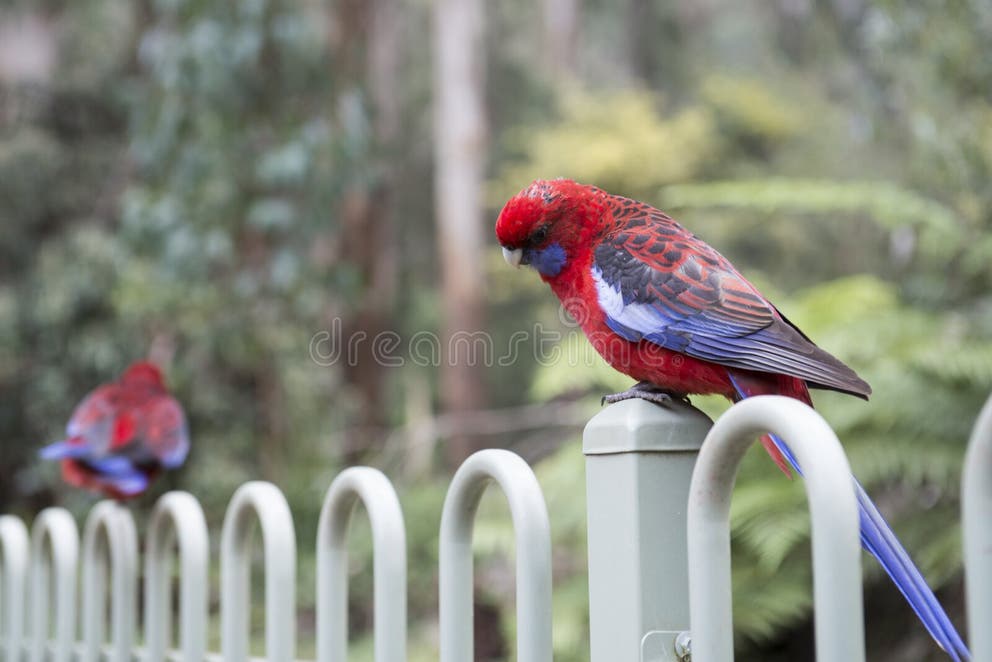 Australian parrots stock photo. Image of parrot, nature - 66935844