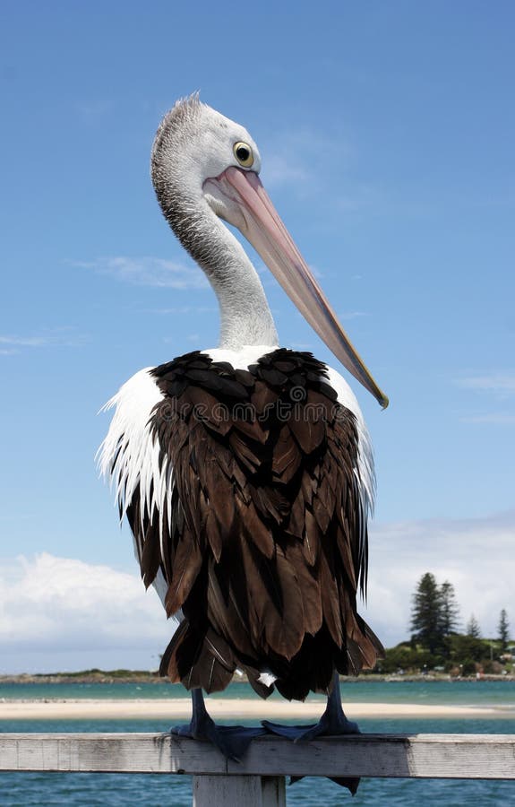 Australian Pelican stock photo. Image of travel, feather - 7479028