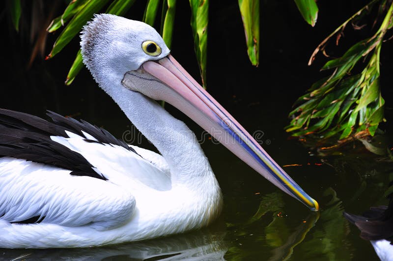 Australian Pelican stock image. Image of beak, swim, pelicanidae - 7651925