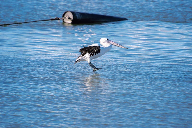 Australian Pelican in Flight Stock Image - Image of pelecanus, pelican ...