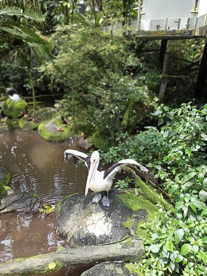 The Australian Pelican Has the Longest Bill of Any Bird Stock Image ...