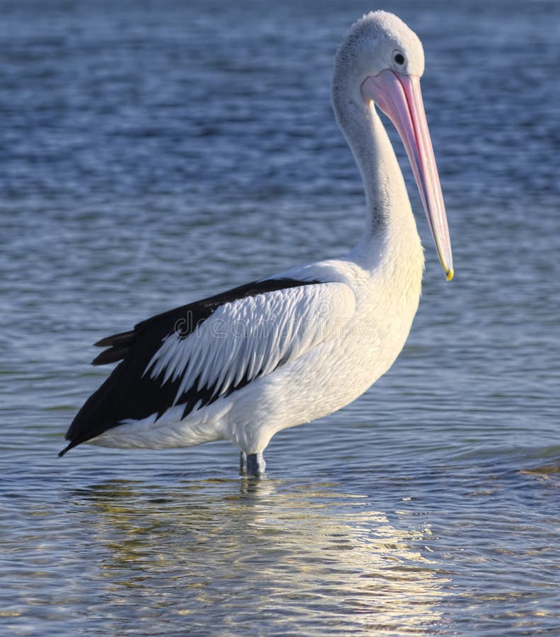 Australian Pelican stock photo. Image of bird, animal - 34868564