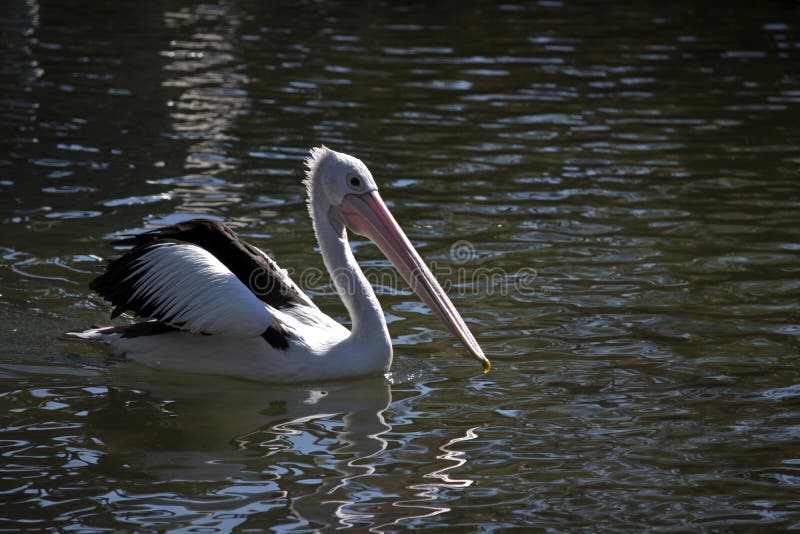 An Australian pelican stock photo. Image of pelican - 128305072
