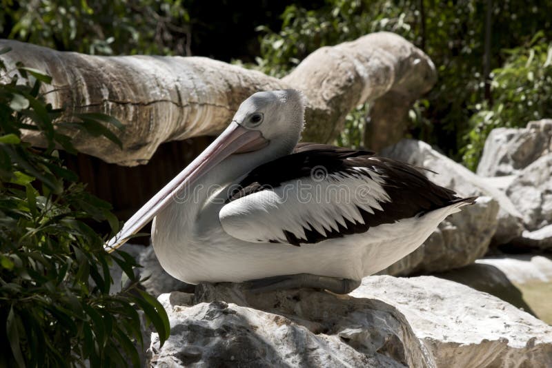 An australian pelican stock photo. Image of black, pelican - 142032994