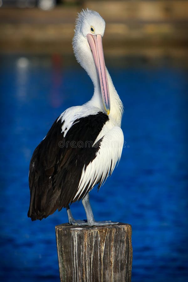 Australian Pelican Standing on a Post. Stock Image - Image of post ...