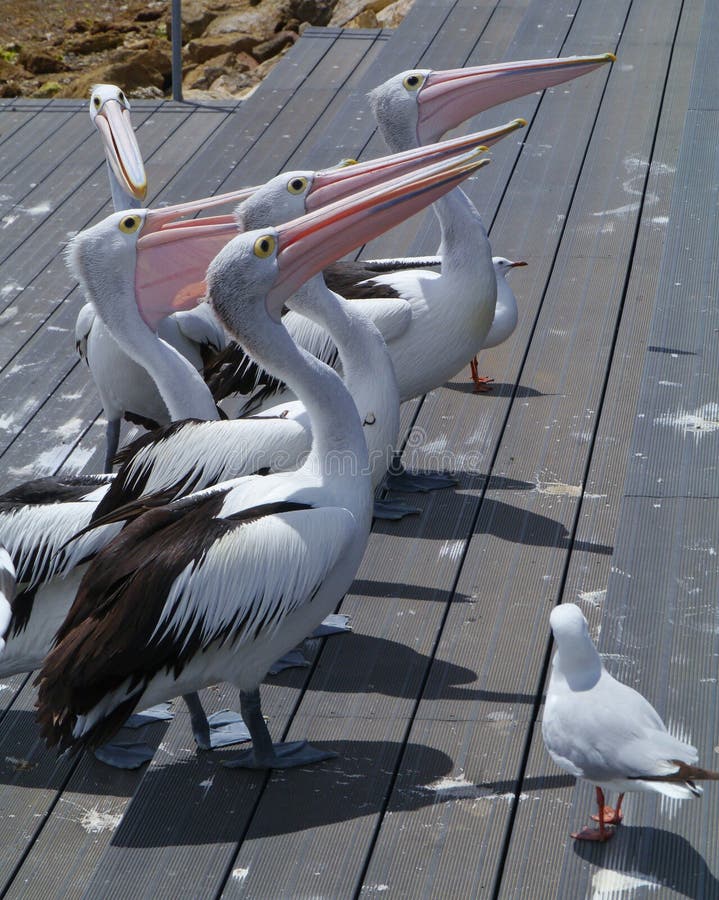 Australian Pelicans Waiting for Food Stock Image - Image of southern ...